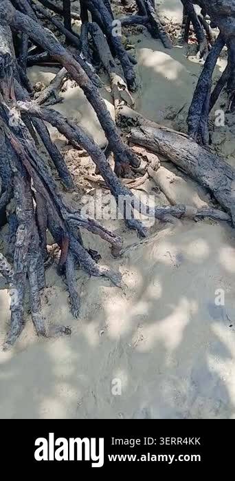 Exotic Mangrove Tree Roots and a Small Black Crab on Sandy Beach at ...