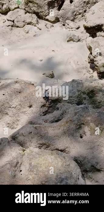 Black rock crab scurrying on coastal limestone rocks at Radhanagar ...