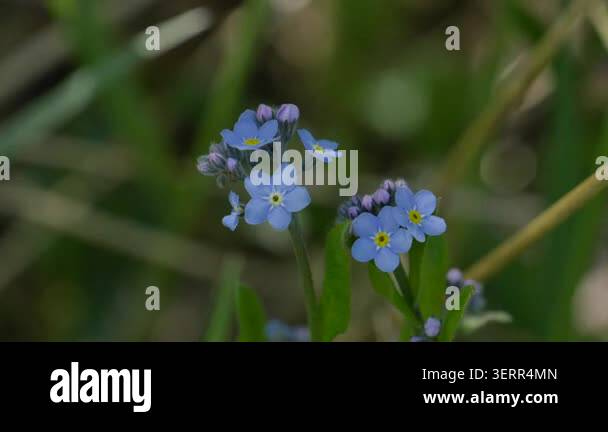 Close-up shot of wildflowers in a spring forest. High quality photo ...