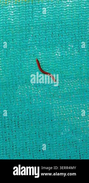Small Red Millipede Crawling on Green Netting Stock Video Footage - Alamy