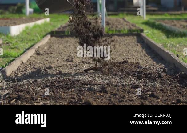 Spreading homemade vermicompost on garden bed. Fertilizing soil with ...