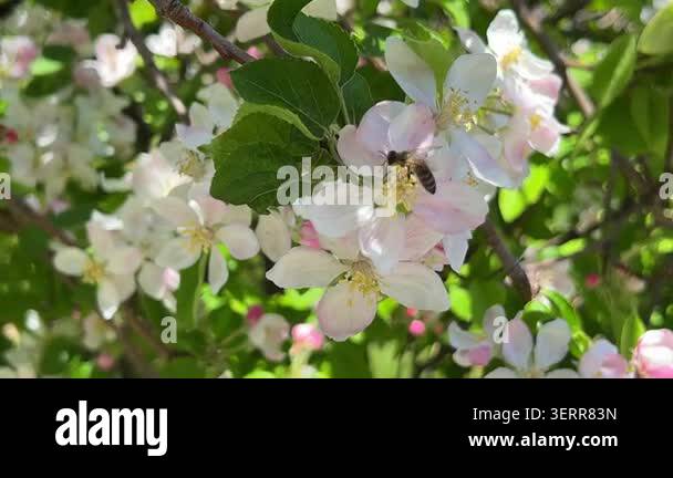 Wide orchard scene with apple blossoms and bees flying creating lively ...