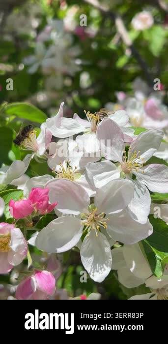 Several bees buzzing around apple blossoms capturing active pollination ...