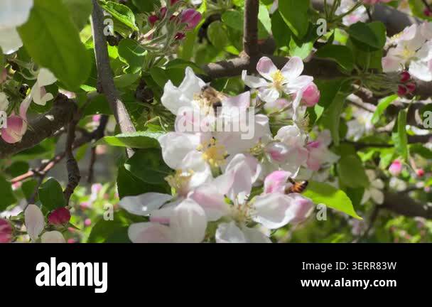 Close composition of apple flowers with bee and smooth green bokeh ...
