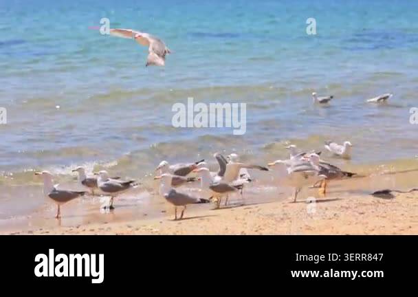 Seagulls flying and catching food in air above sandy beach birds ...