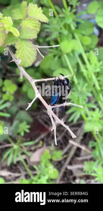 Two black beetles with metallic blue wings mating on a thorny branch ...