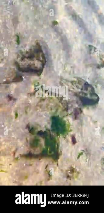 Bright sunlight reflections move across sandy bottom in shallow sea ...