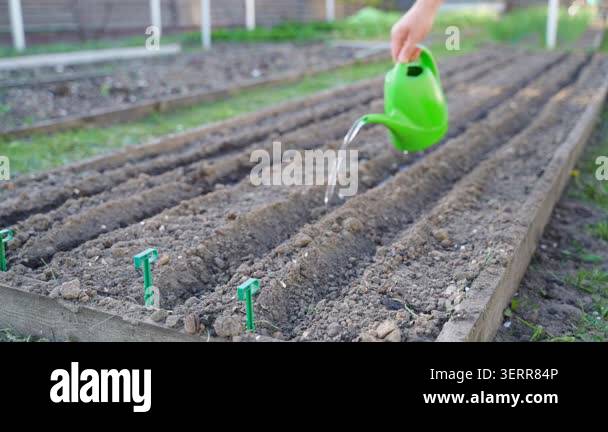 Hand watering planting furrows in garden bed with green watering can ...