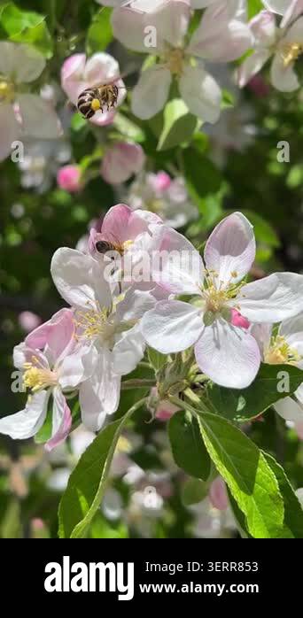 Macro view of bee feeding on delicate apple blossom showing pollen ...