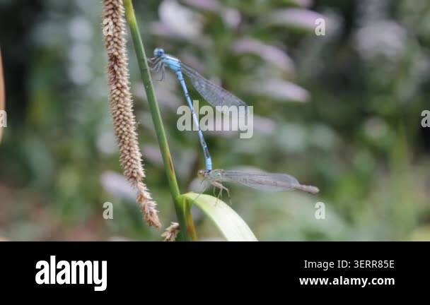 Close-up stock video footage of a pair of damselflies perched on a ...