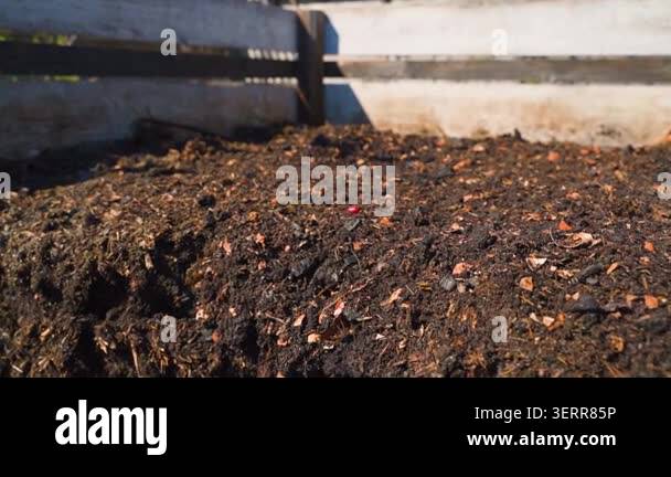 Decomposed compost soil in wooden bin close-up. High quality FullHD ...
