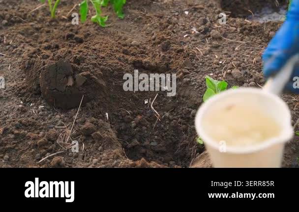 Moistening garden soil before planting seedlings. High quality FullHD ...