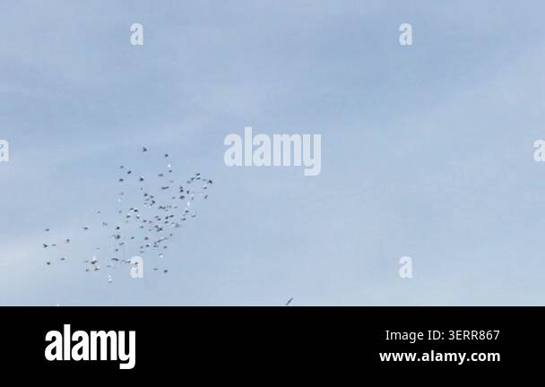 flock of starling birds swooping murmuration in the sky swirl in group ...