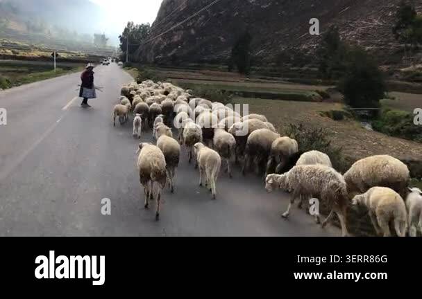 Shepherd herding a flock of sheep along a picturesque road in the ...