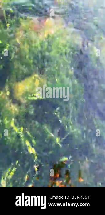 Green algae drifting underwater with soft current, clear visibility of ...