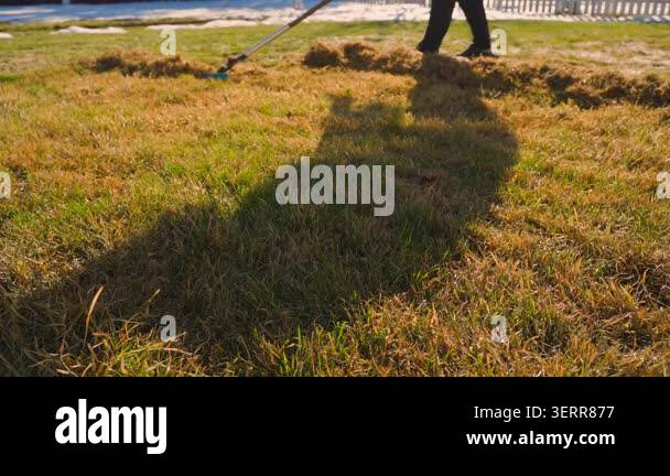 Person raking dead grass from lawn in early spring. High quality FullHD ...