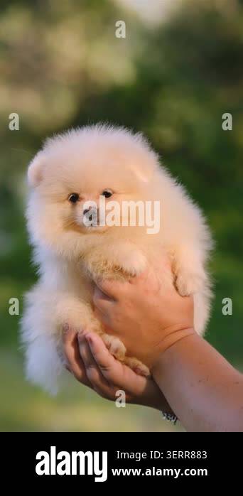 Cute cream Pomeranian spitz puppy portrait held in human hands outdoors ...