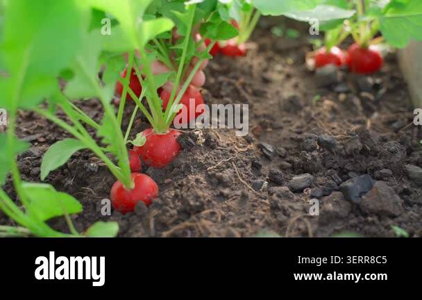 Hand pulling ripe red radish from garden bed soil close-up. Good red ...