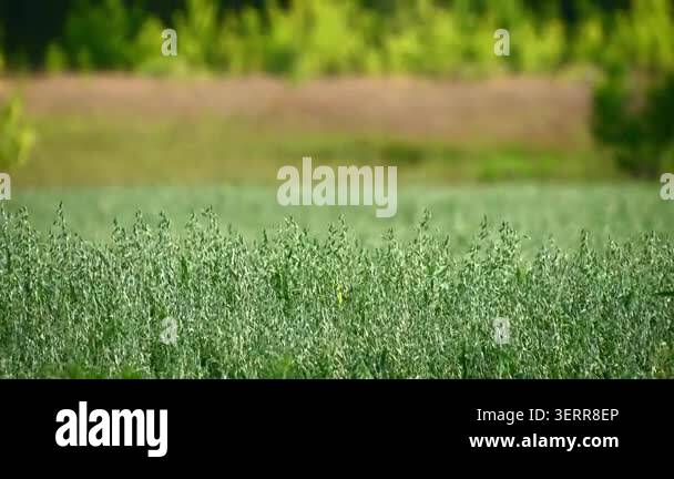 Green crop field swaying in wind on rural meadow during summer. The oat ...