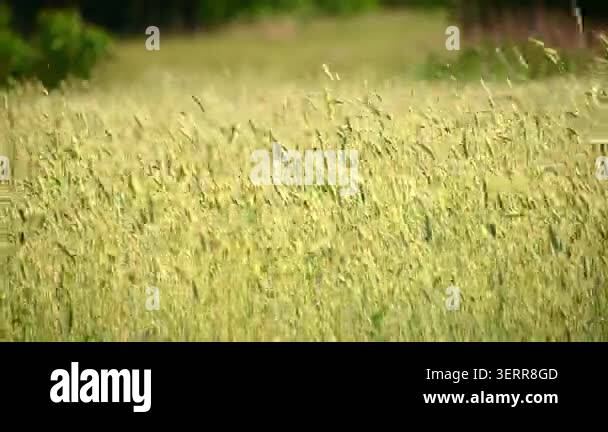Rye stalks swaying in grassy countryside field on sunny day Stock Video ...