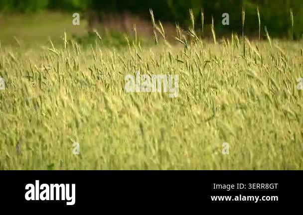 Rye stalks swaying in grassy countryside field on sunny day Stock Video ...