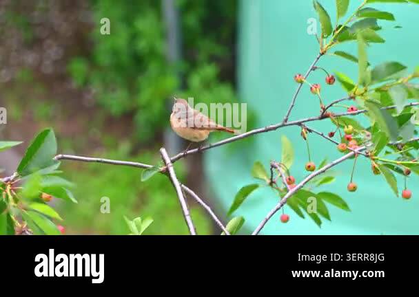 Small bird hopping along cherry branch in backyard garden. The common ...