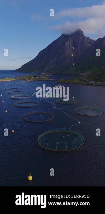 Aerial view of a salmon farm in Lofoten, Norway. Circular net pens ...