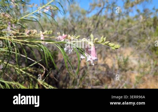 Desert willow (Chilopsis linearis) tree in summer. Close-up of fragrant ...