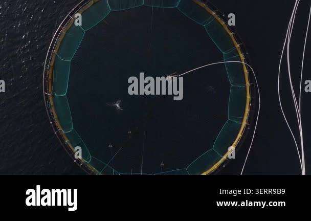 Aerial top down view of a circular salmon farming pen in Lofoten ...