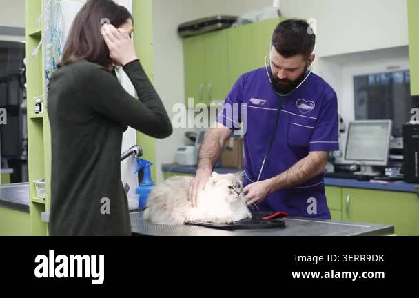 Caucasian veterinarian in blue clothes listening to cat, using ...
