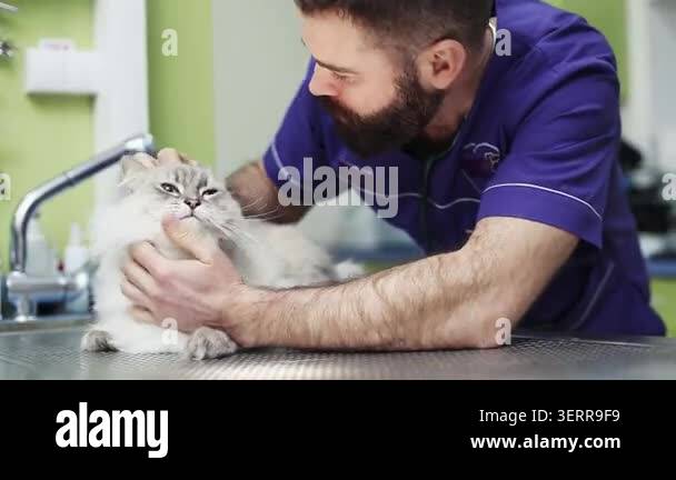 Young handsome Caucasian veterinarian examining cute white cat in ...