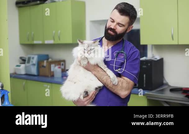 Smiling young veterinarian holding big white fluffy Scottish fold in ...