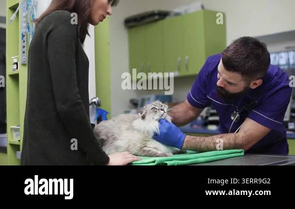 Experienced veterinarian examining beautiful white cat. Attractive girl ...