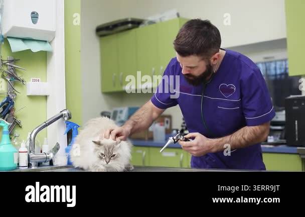 Young attractive veterinarian in blue clothes examining ears of large ...