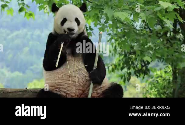 A giant panda sits on a log, eating bamboo in a forest with green trees ...