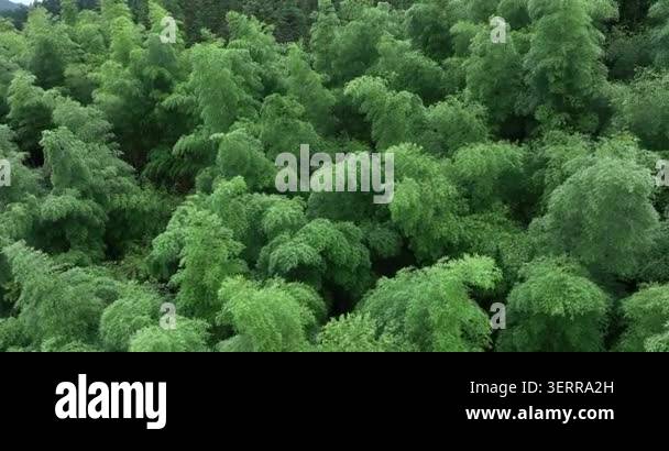 Aerial drone footage flying over a dense bamboo forest with lush green ...