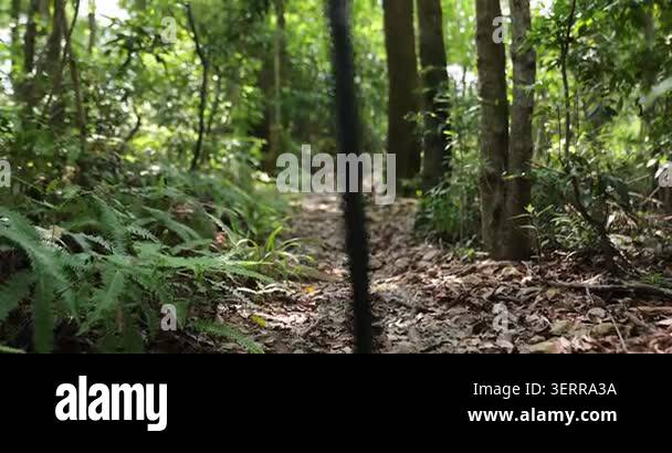 A person is walking on a forest path with hiking poles, surrounded by ...