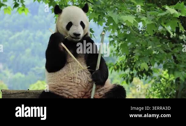 A giant panda sits on a branch, eating bamboo stalks and leaves. The ...