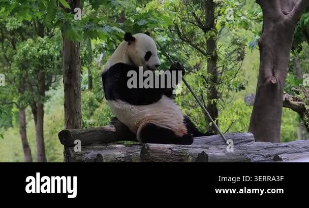 A giant panda sits on a wooden platform, eating bamboo in a lush forest ...