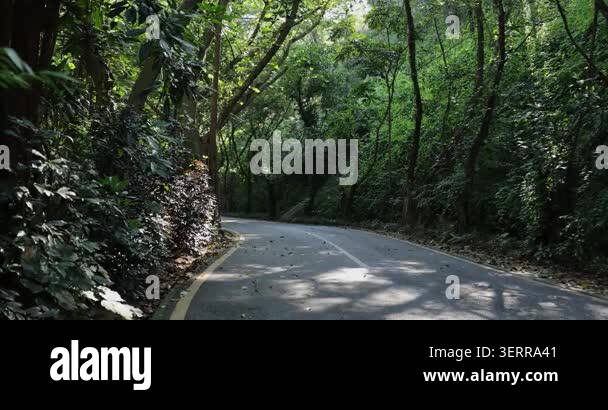 A winding asphalt road through a lush green forest with sunlight ...