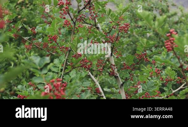 Close-up of a tree branch with small red berries and green leaves ...