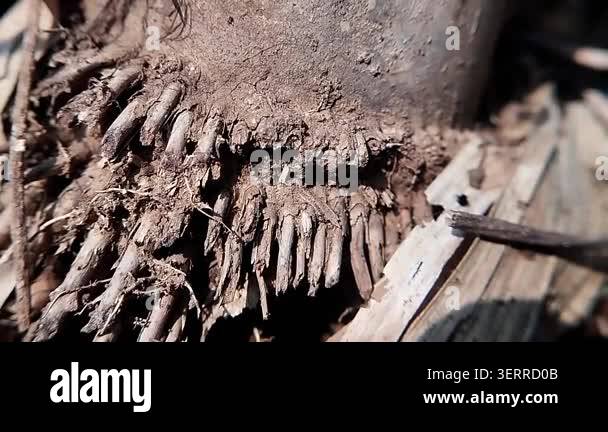Close up view of dry bamboo roots growing from the plant stem into the ...