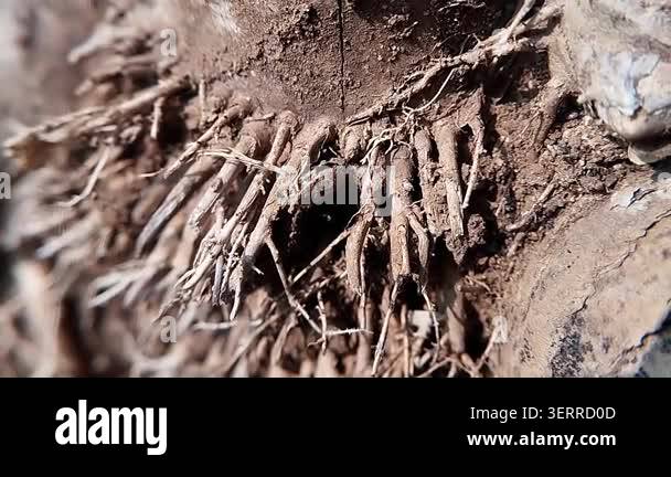 Close up of static bamboo roots emerging from the stalk base on dry ...