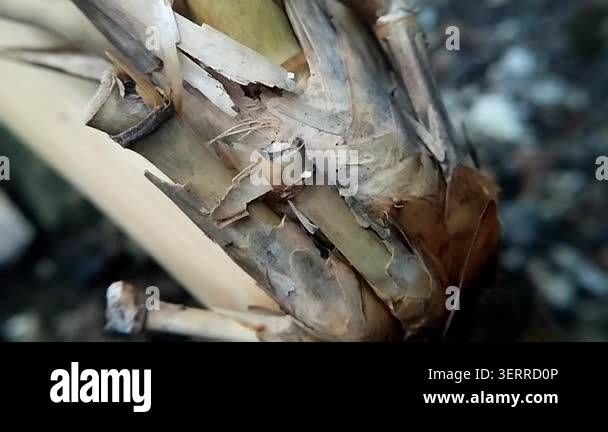High angle close up of a static peeled bamboo sheath and split cane ...