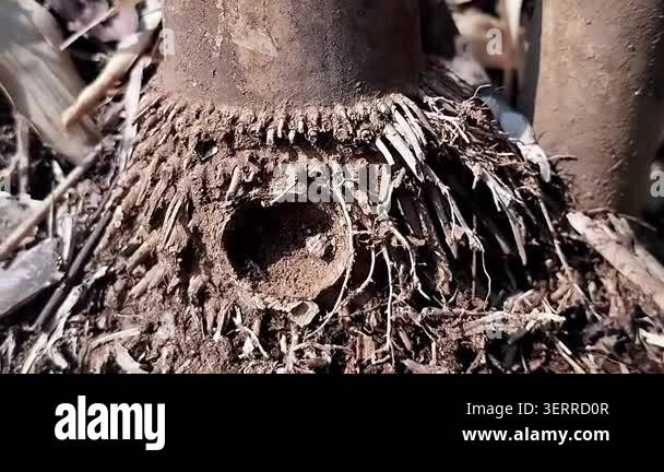 Close up view of dry bamboo roots arranged in a circular growth pattern ...