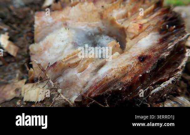 Close up side view of a rotten wood plant stump showing detailed ...