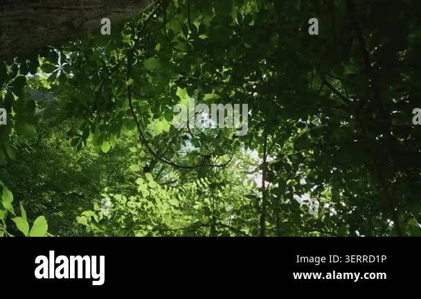 Bright green foliage forms a thriving forest canopy as sunlight pierces ...