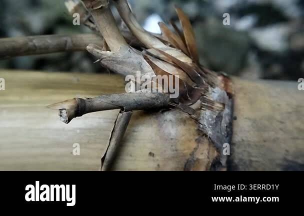Close up horizontal shot of a static bamboo joint growing on a dry ...