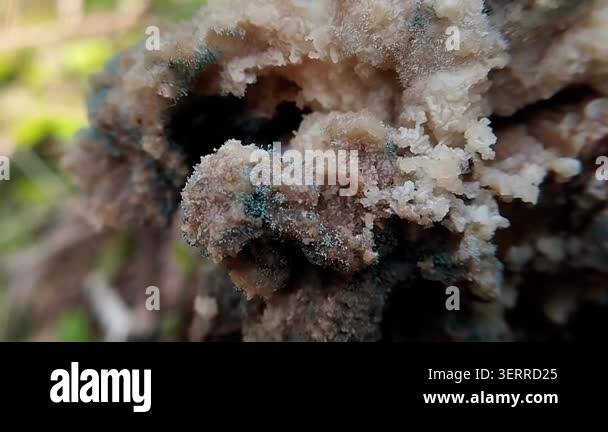 Macro view of static white mold layers developing on a soft decomposed ...