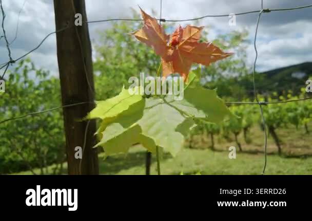 A close-up shot of vibrant maple leaves growing through a wire fence ...
